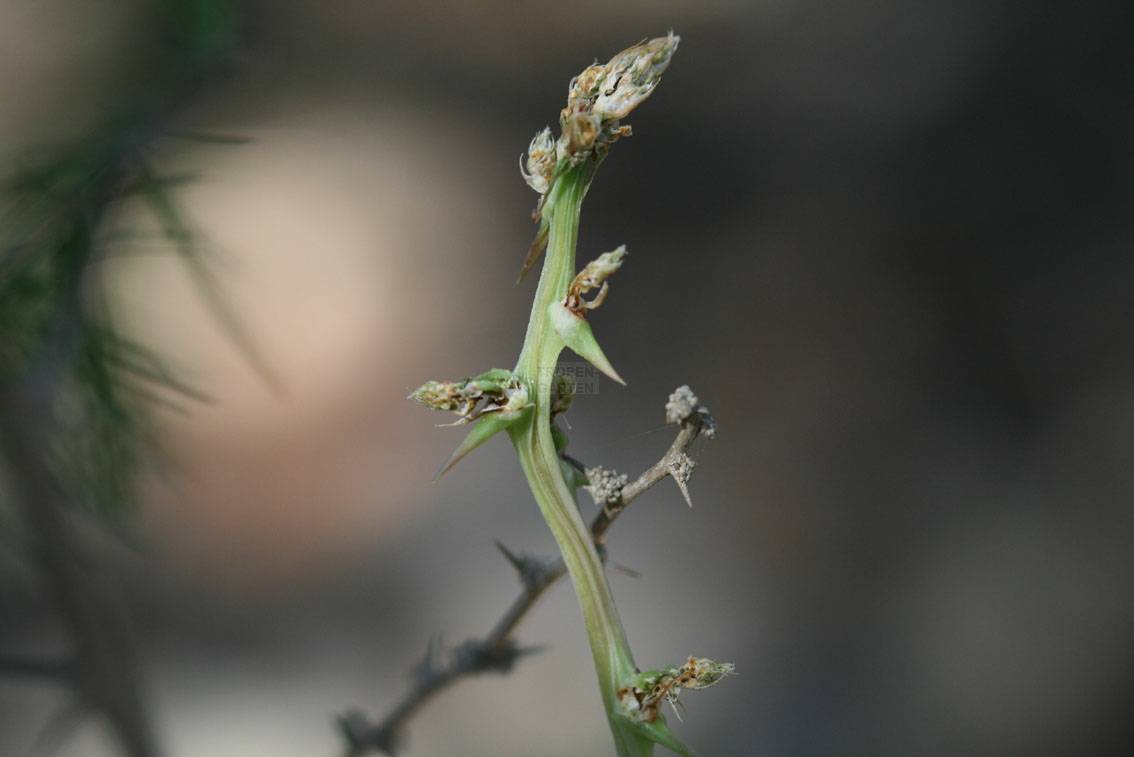 Asparagus albus