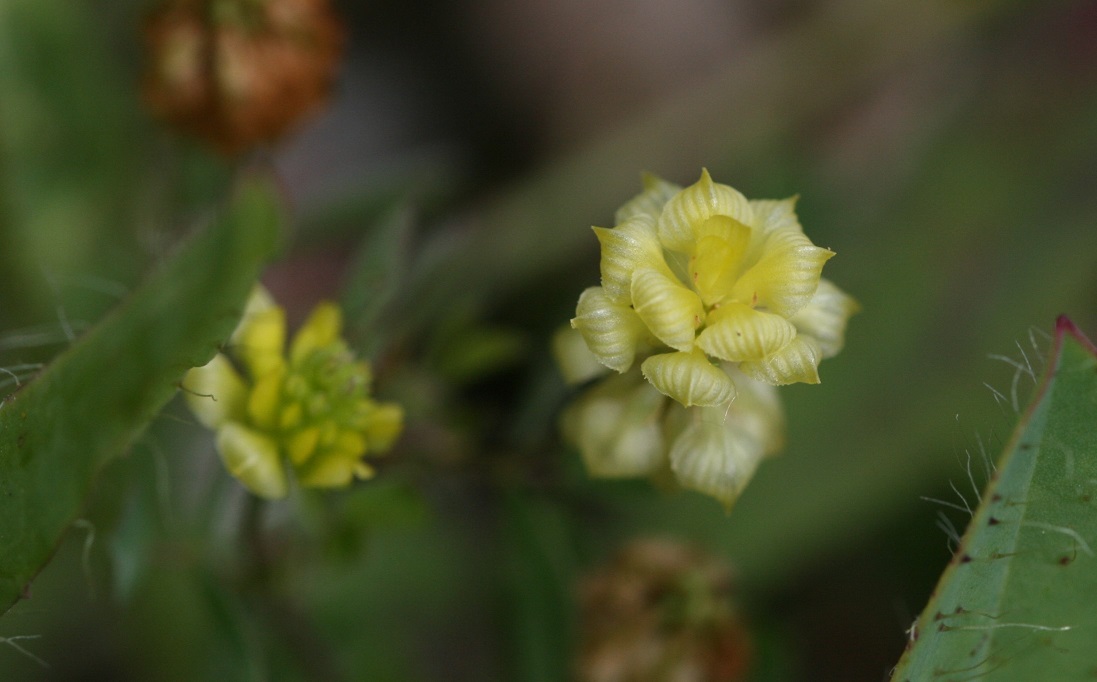 Trifolium dubium