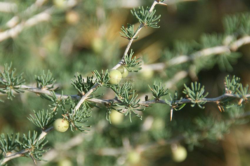 Asparagus albus