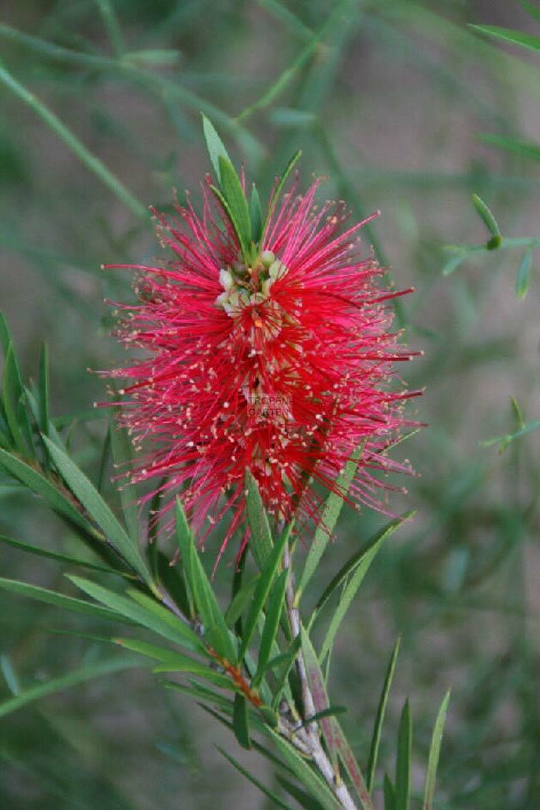 Callistemon rigidus
