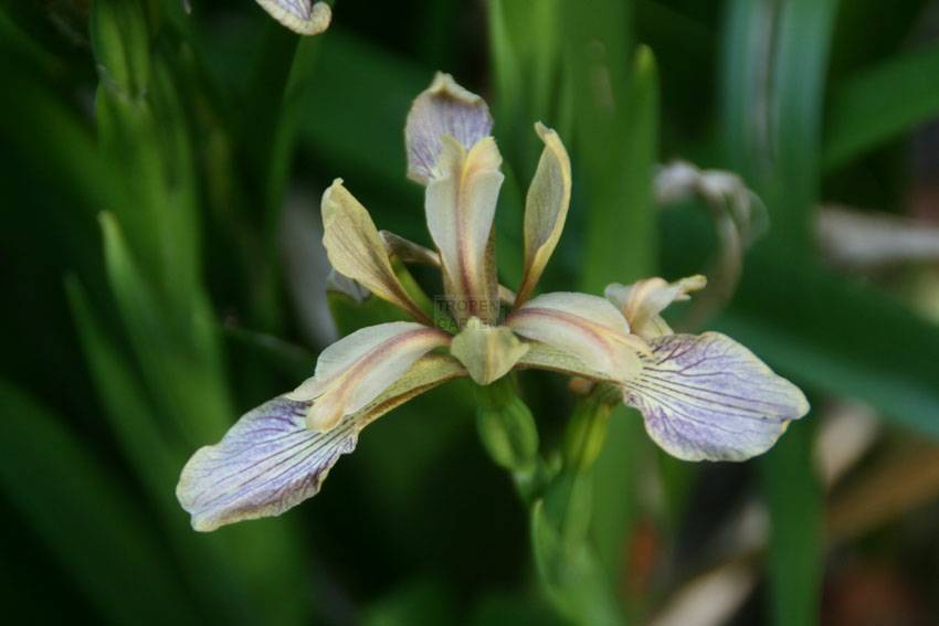 Iris foetidissima