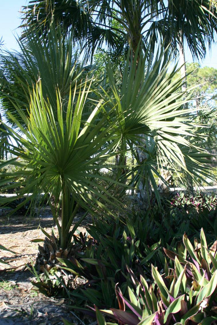Sabal miamiensis